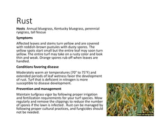 Turfgrass Insects and Diseases | PDF
