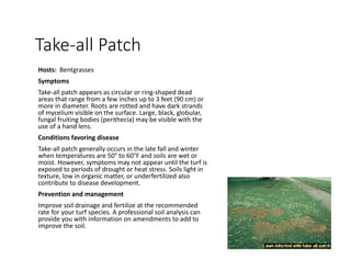 Turfgrass Insects and Diseases | PDF
