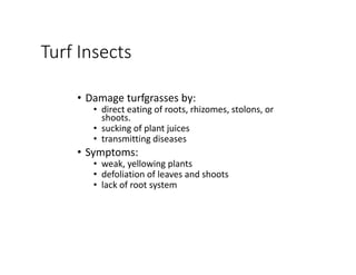 Turfgrass Insects and Diseases | PDF