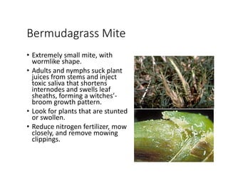 Turfgrass Insects and Diseases | PDF