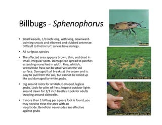 Turfgrass Insects and Diseases | PDF