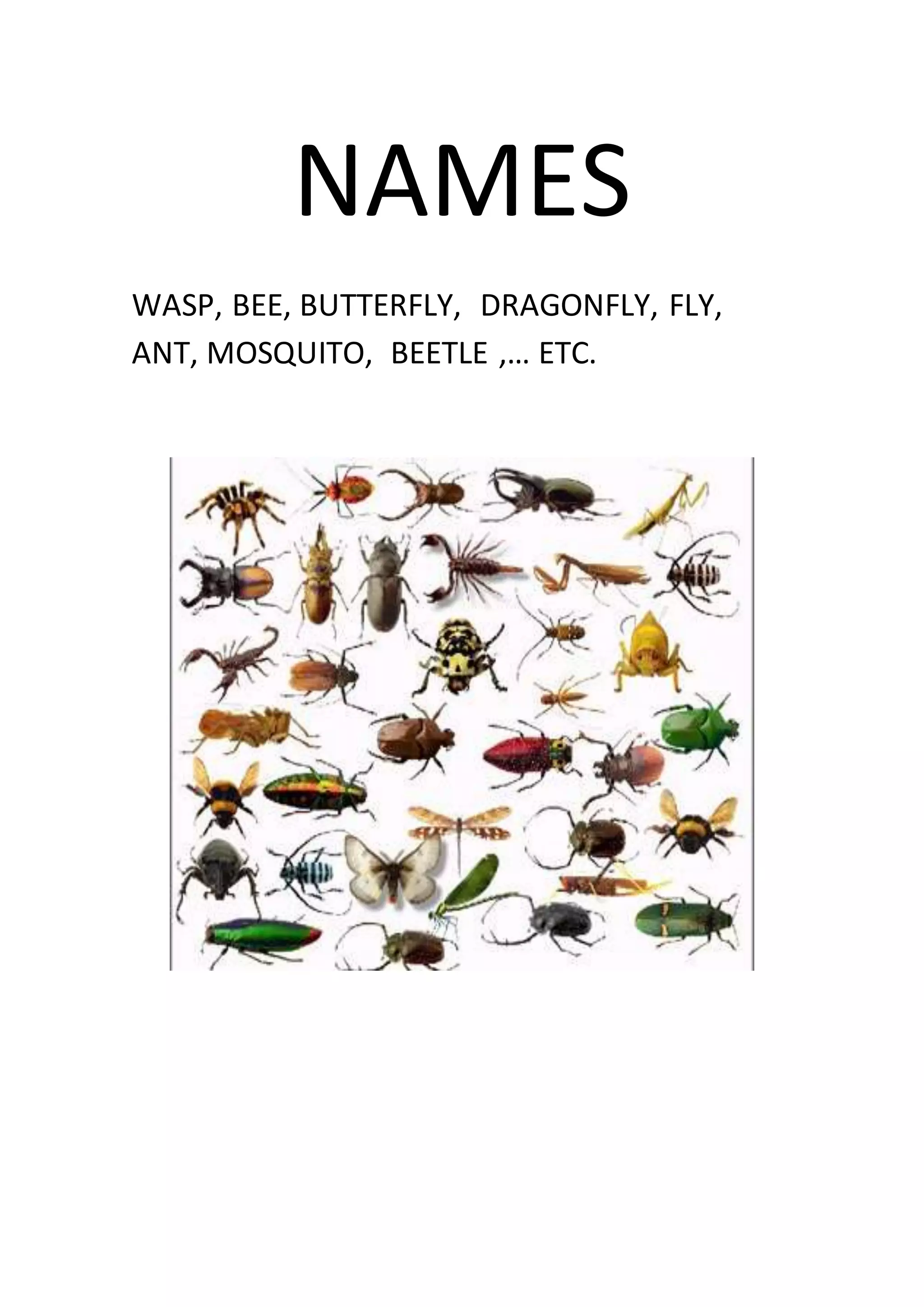 Insects and fish | DOCX | Fish and Aquariums | Pets