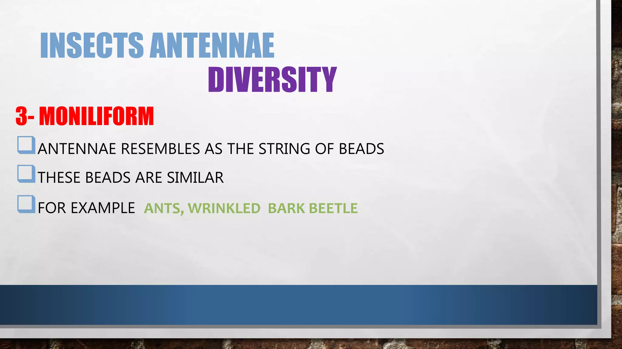 Insects antennae | PPTX