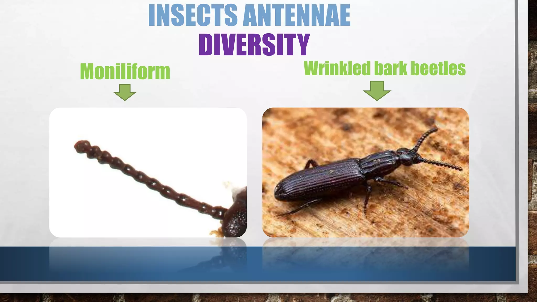 Insects antennae | PPTX