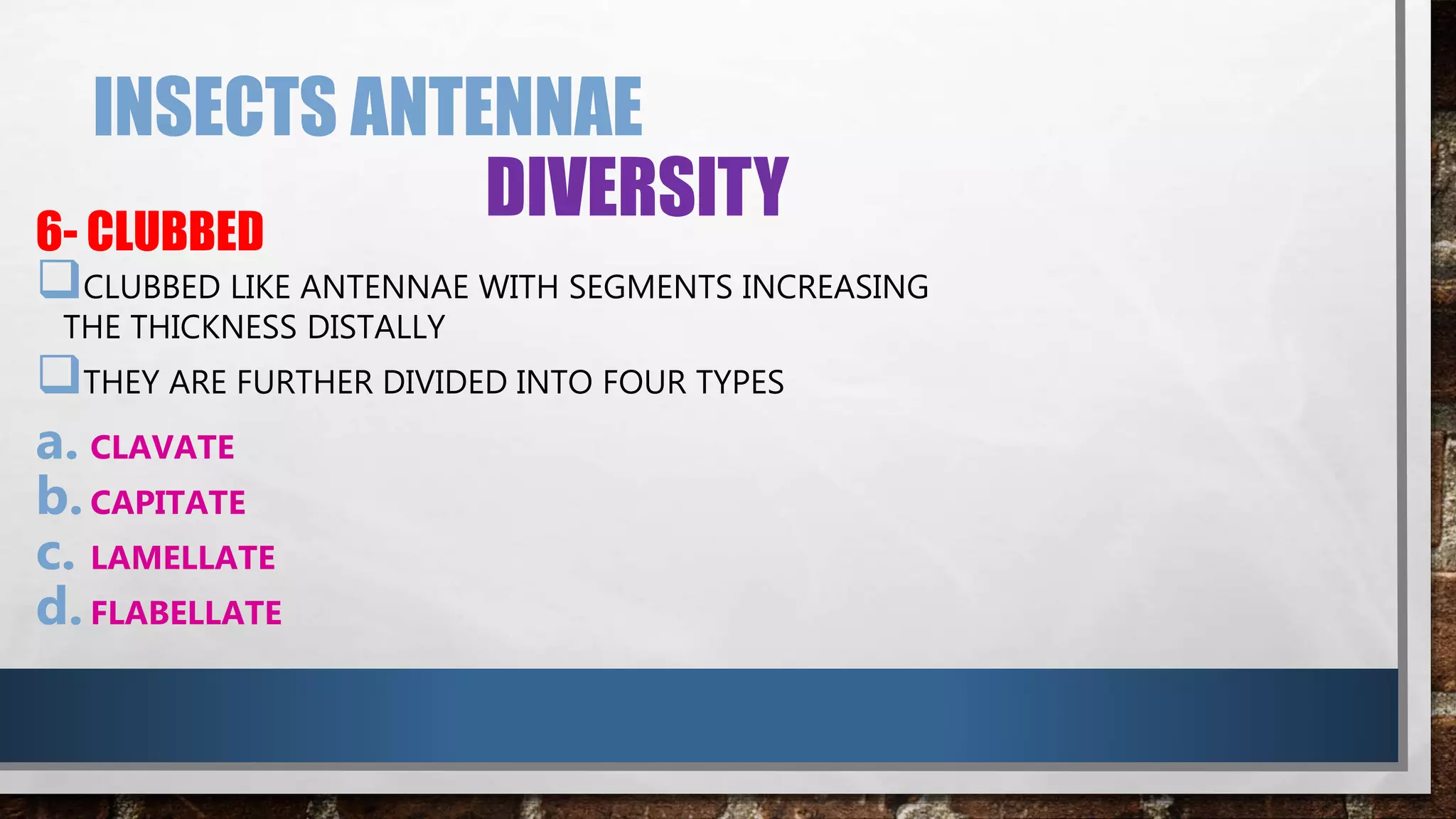 Insects antennae | PPTX