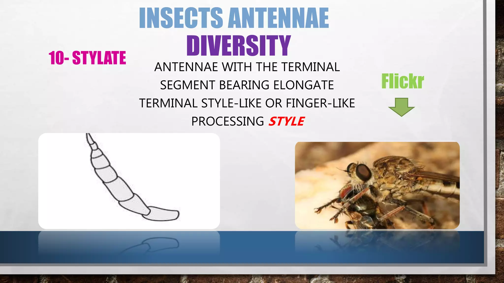 Insects antennae | PPTX