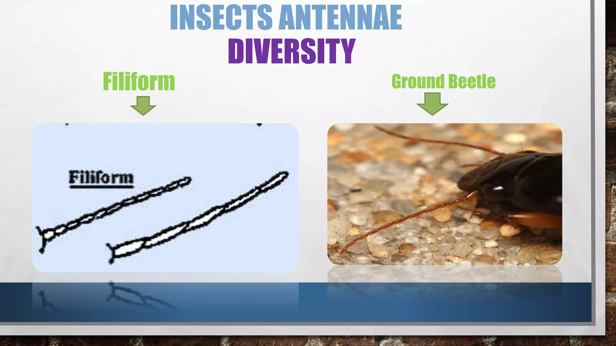 Insects antennae | PPTX