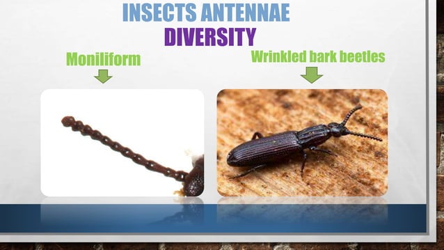 Insects antennae | PPT