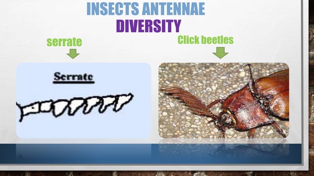 Insects antennae | PPT