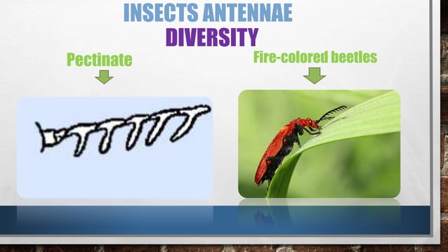 Insects antennae | PPT