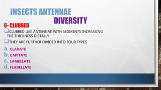 Insects antennae | PPTX