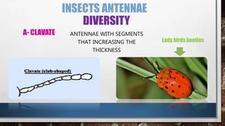 Insects antennae | PPTX