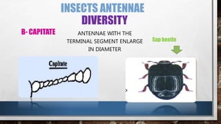 Insects antennae | PPTX