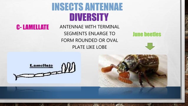 Insects antennae | PPT