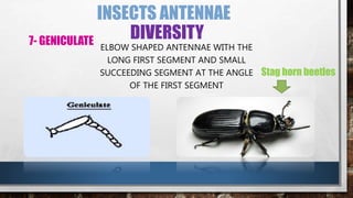 Insects antennae | PPTX
