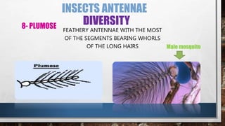 Insects antennae | PPTX