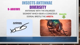 Insects antennae | PPTX