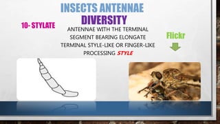 Insects antennae | PPT