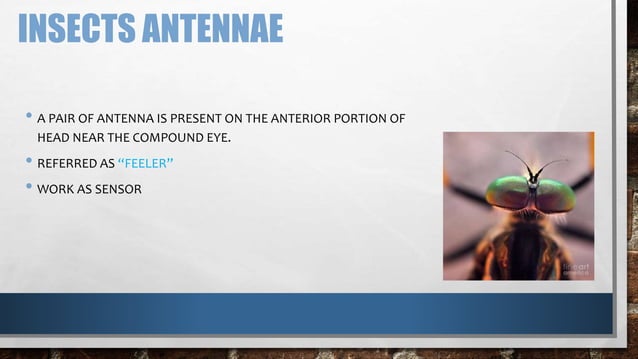 Insects antennae | PPT