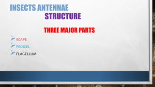 Insects antennae | PPTX