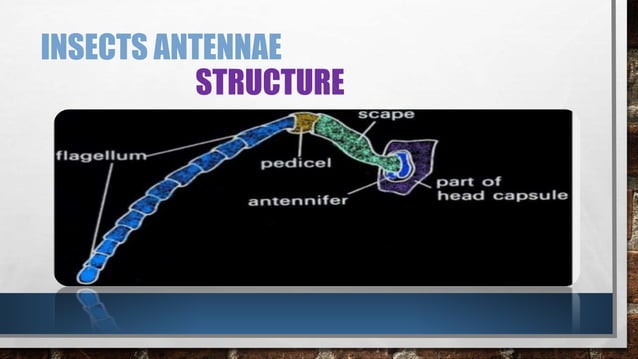 Insects antennae | PPT