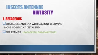 Insects antennae | PPTX