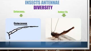 Insects antennae | PPTX