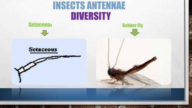 Insects antennae | PPT