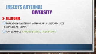 Insects antennae | PPTX
