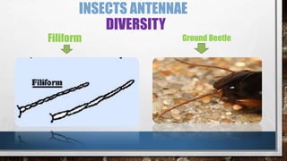 Insects antennae | PPTX