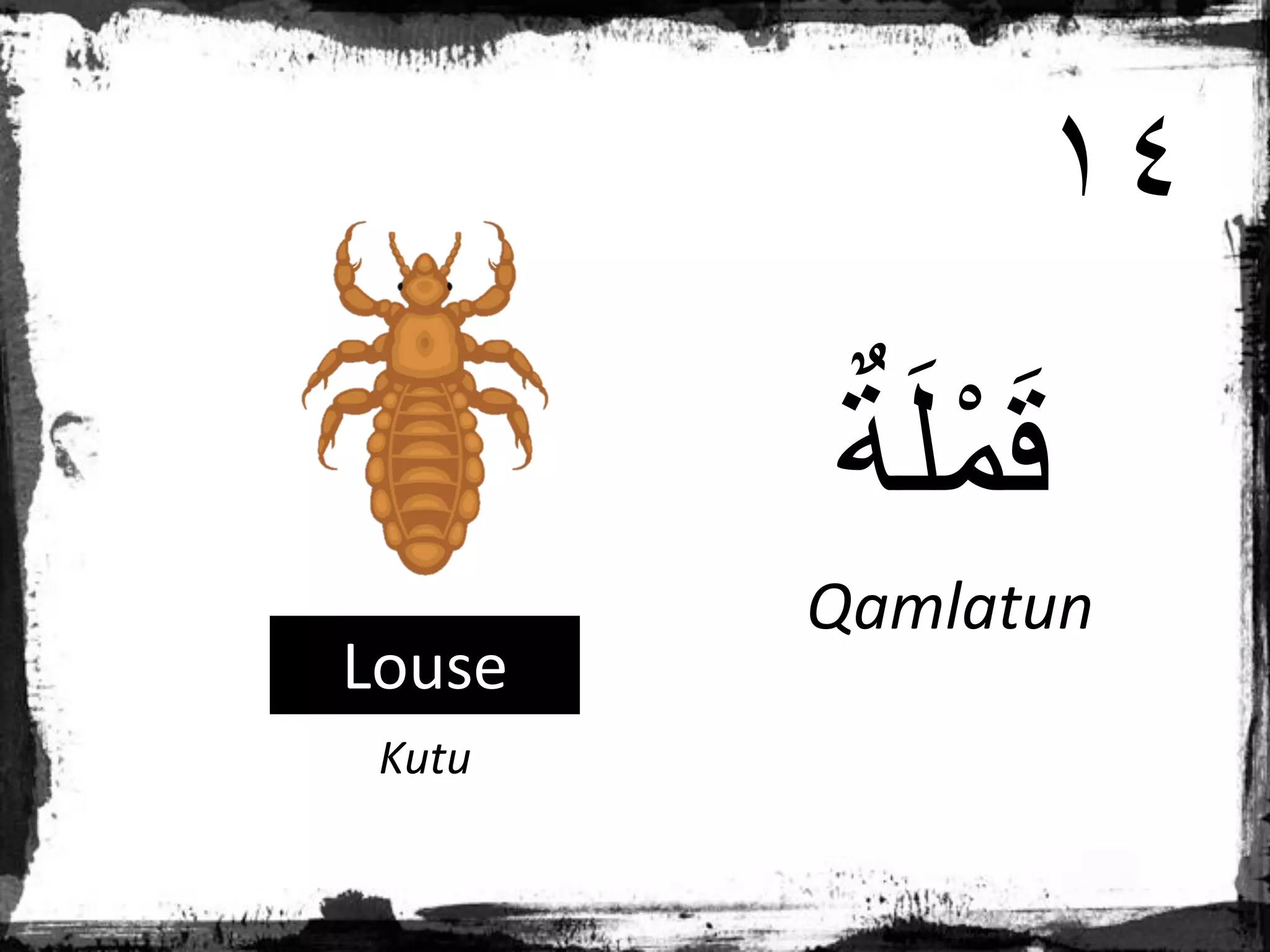 BAHASA ARAB - Serangga (Insects) | PDF