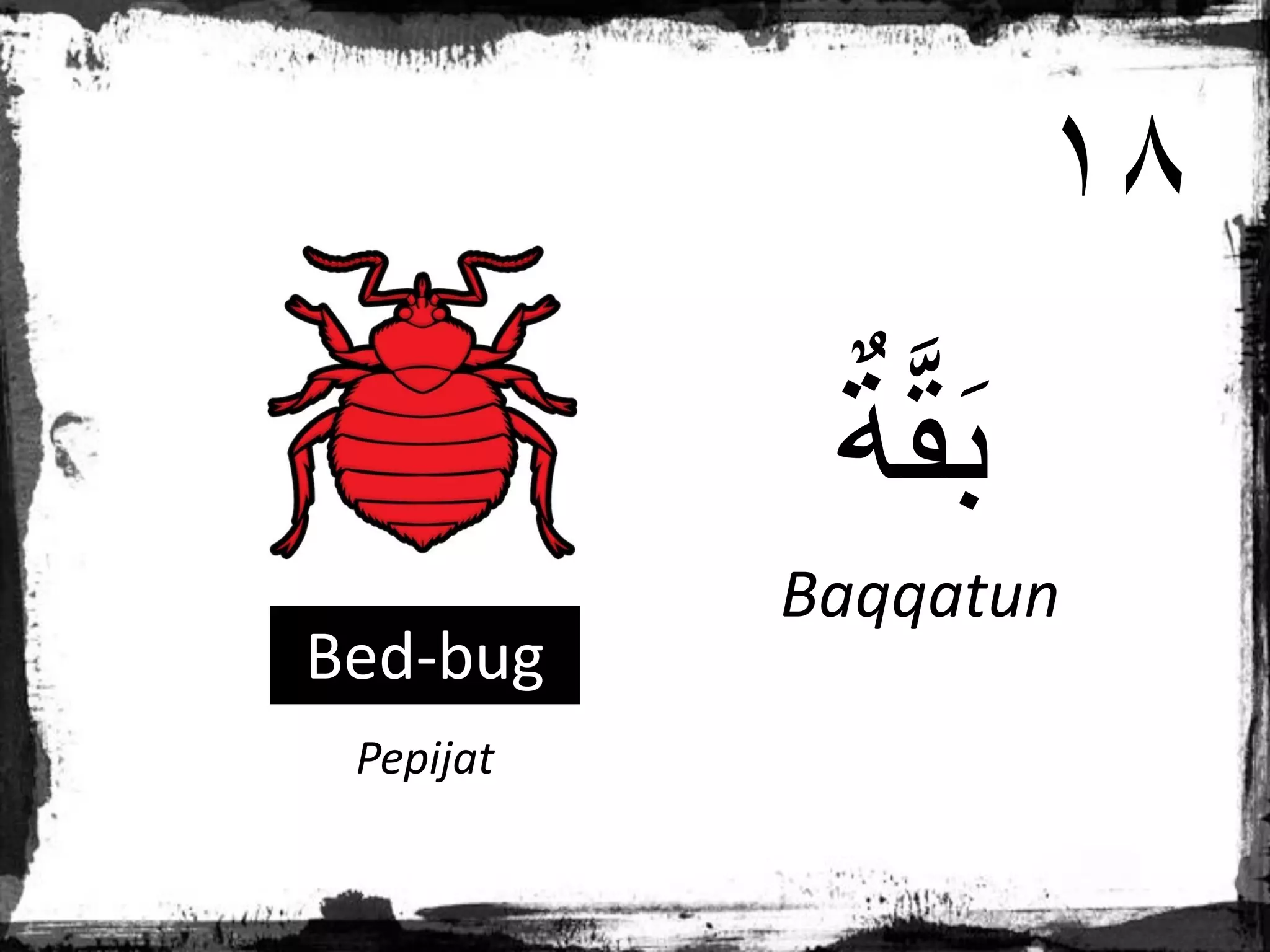 BAHASA ARAB - Serangga (Insects) | PDF