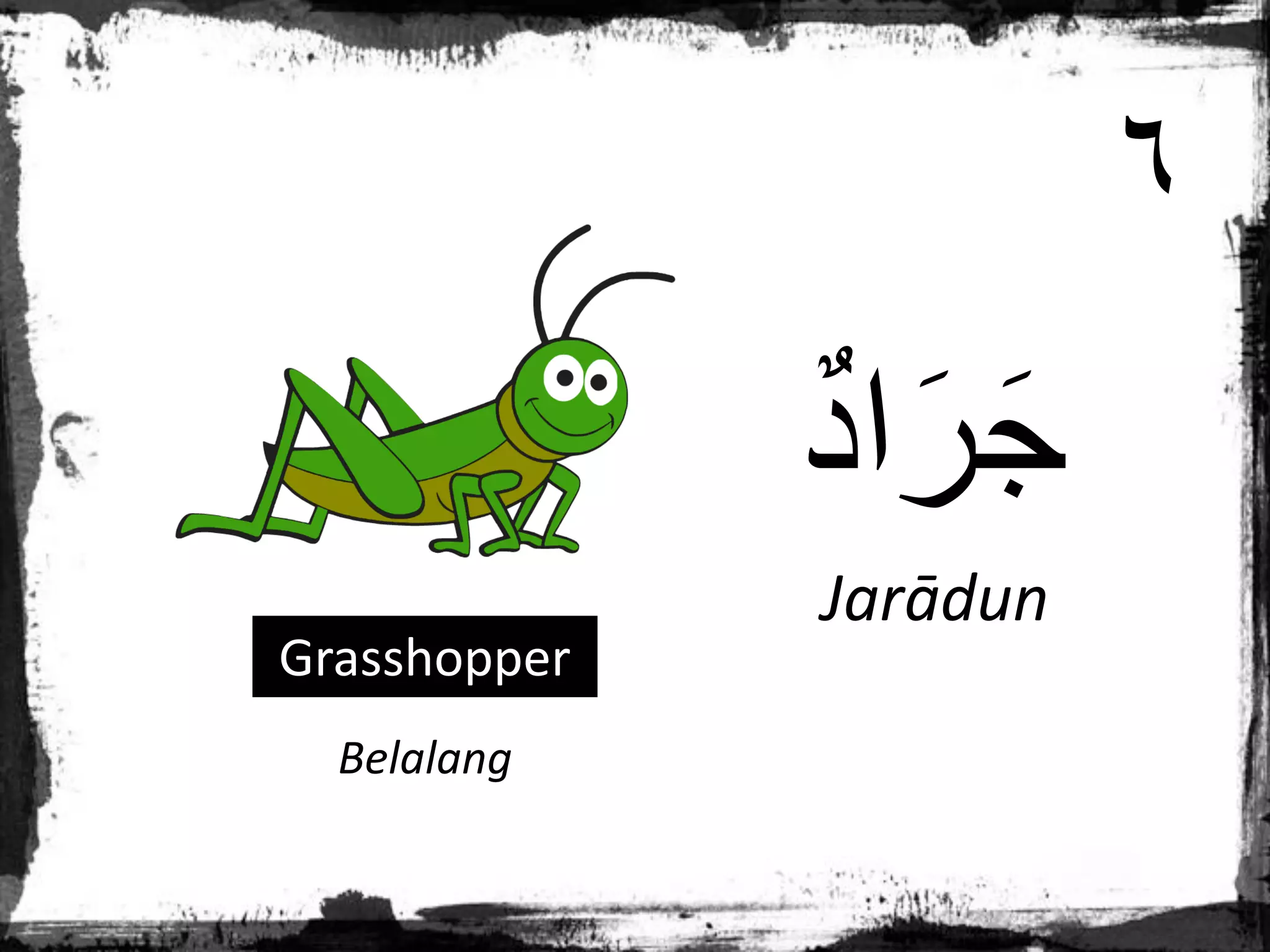BAHASA ARAB - Serangga (Insects) | PPT
