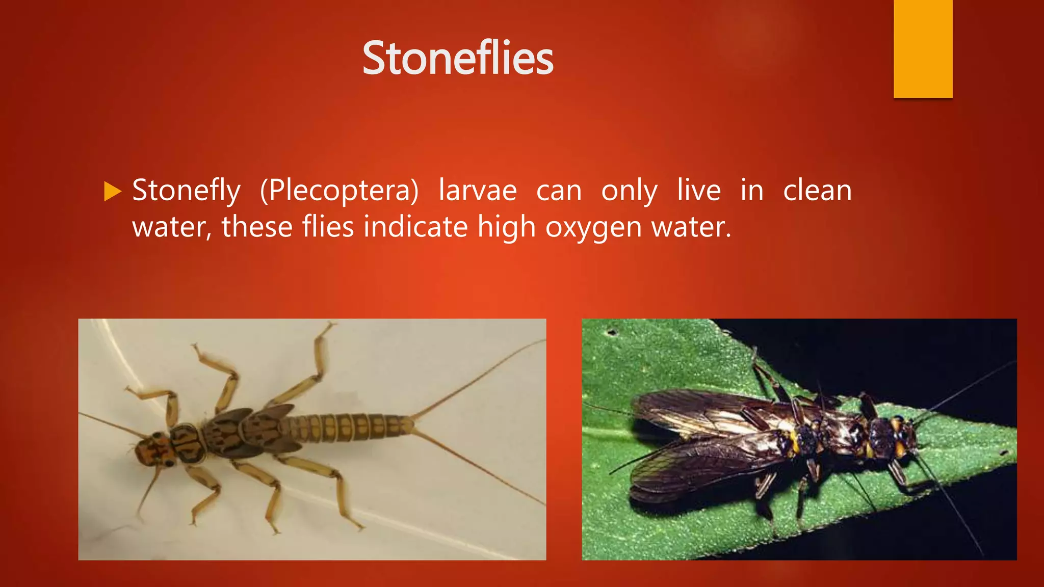 Insects as bioindicator of environmental pollution | PPTX