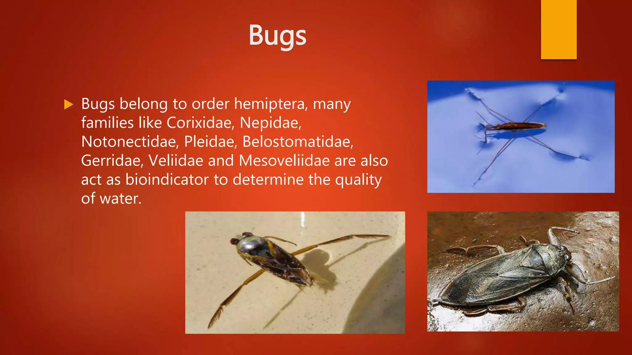 Insects as bioindicator of environmental pollution | PPTX