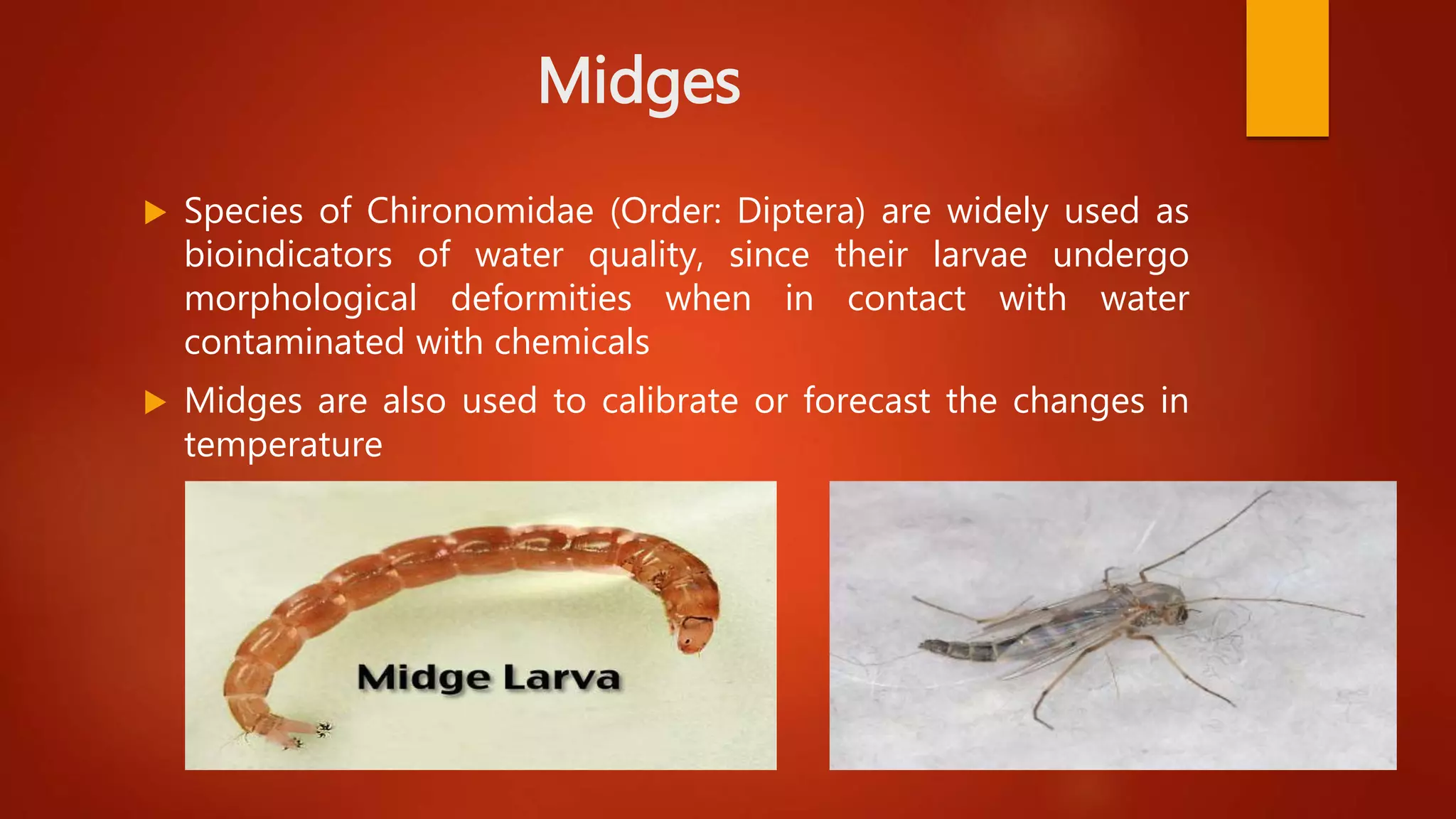 Insects as bioindicator of environmental pollution | PPTX