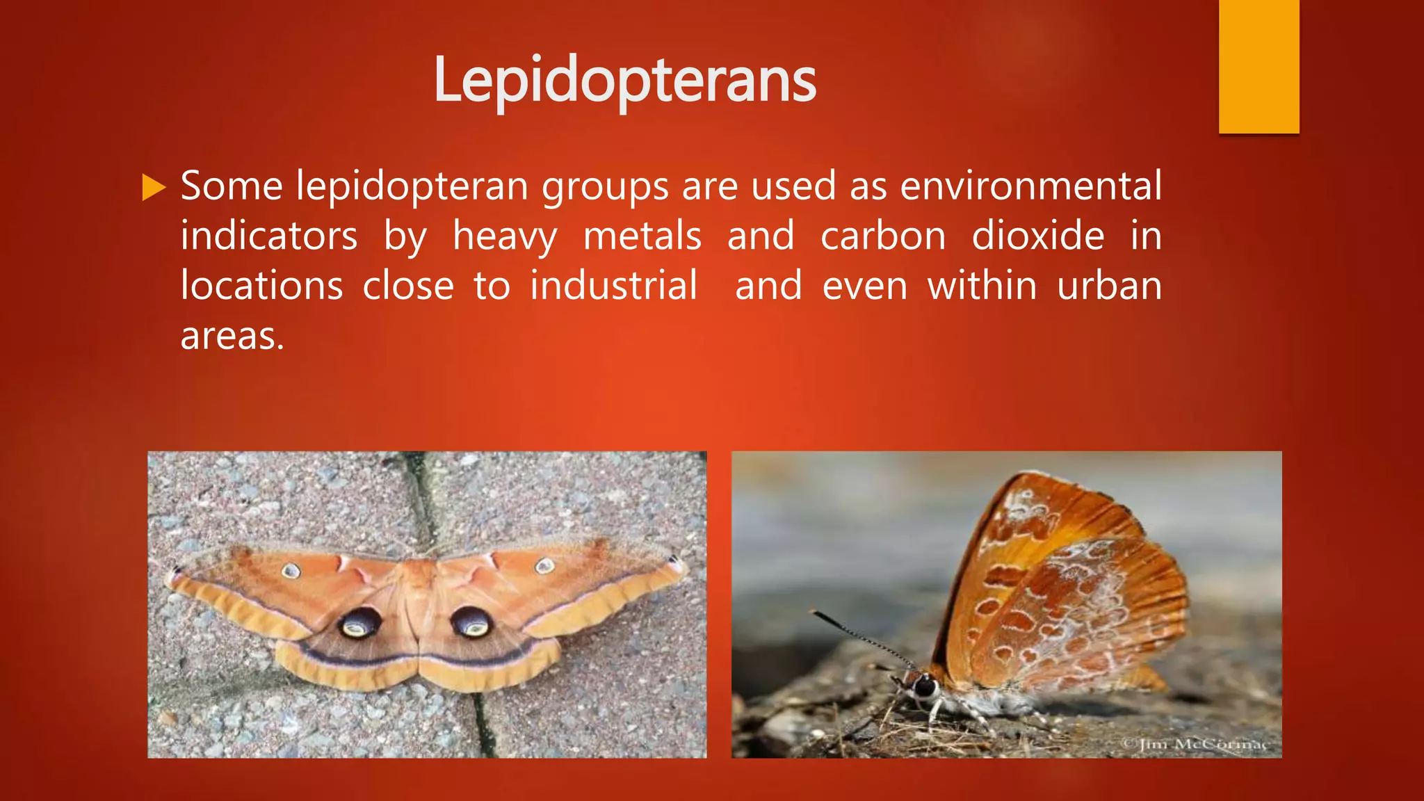 Insects as bioindicator of environmental pollution | PPTX