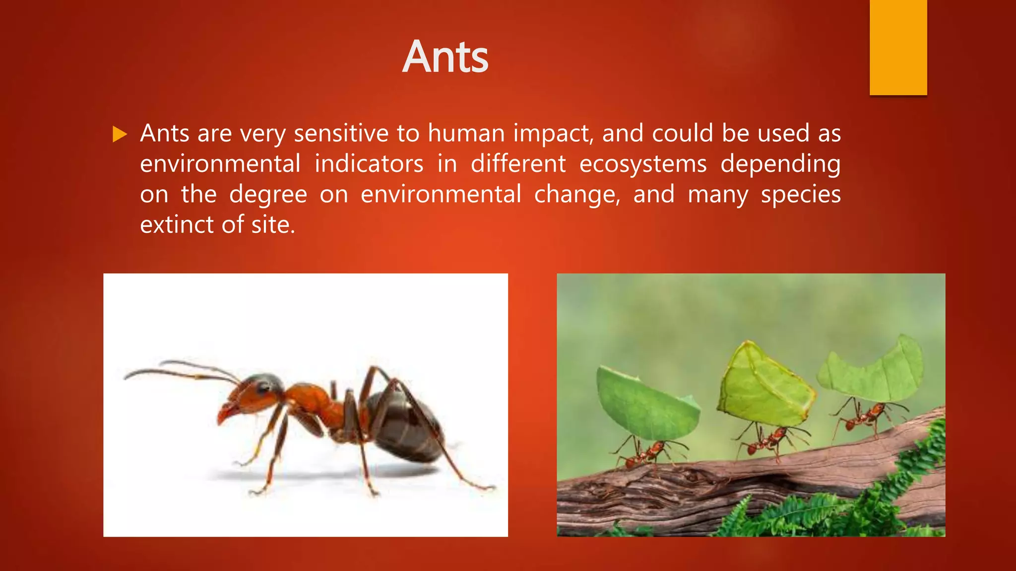 Insects as bioindicator of environmental pollution | PPTX