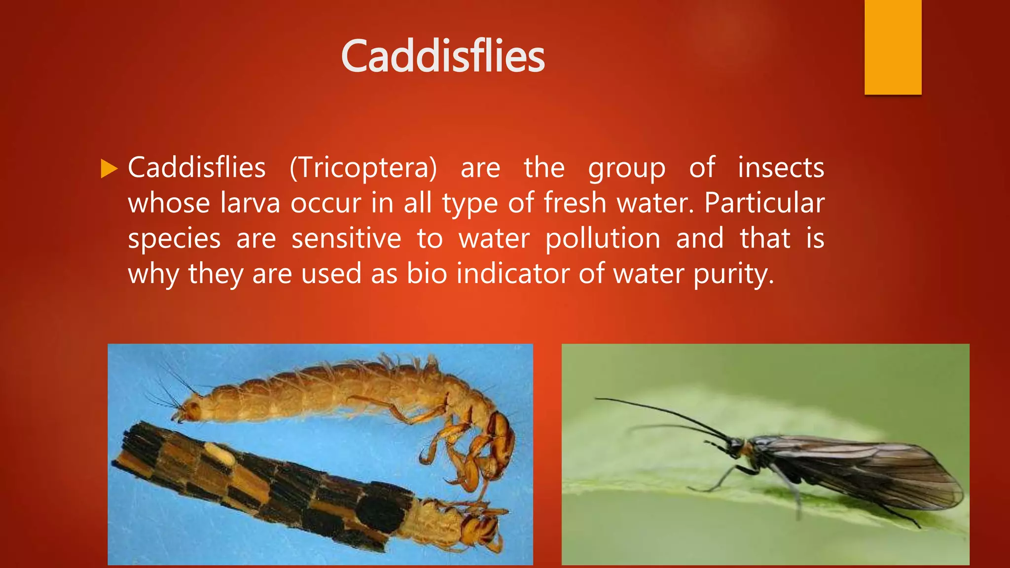 Insects as bioindicator of environmental pollution | PPTX
