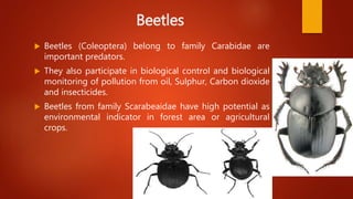 Insects as bioindicator of environmental pollution | PPTX