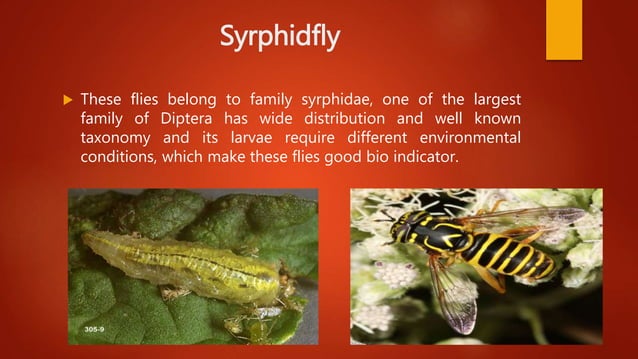 Insects as bioindicator of environmental pollution | PPTX | Indoor ...