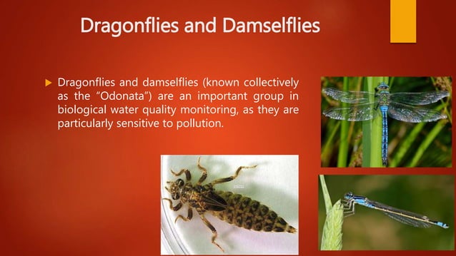 Insects as bioindicator of environmental pollution | PPTX | Indoor ...