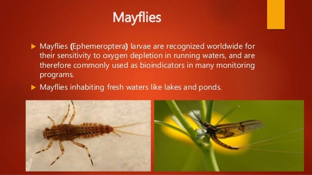 Insects as bioindicator of environmental pollution