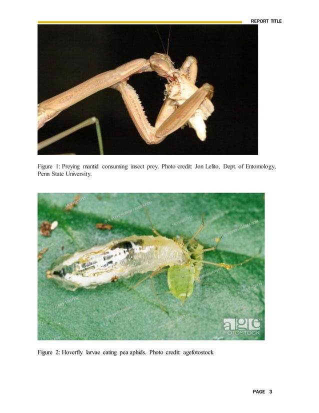 Insects as biological pest control agents | DOCX