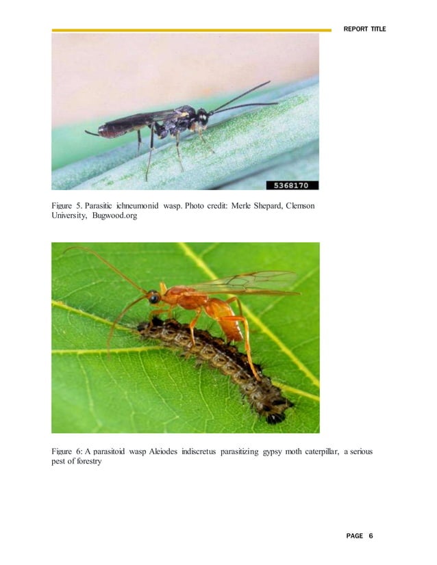 Insects as biological pest control agents | DOCX