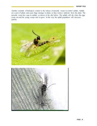 Insects as biological pest control agents | DOCX