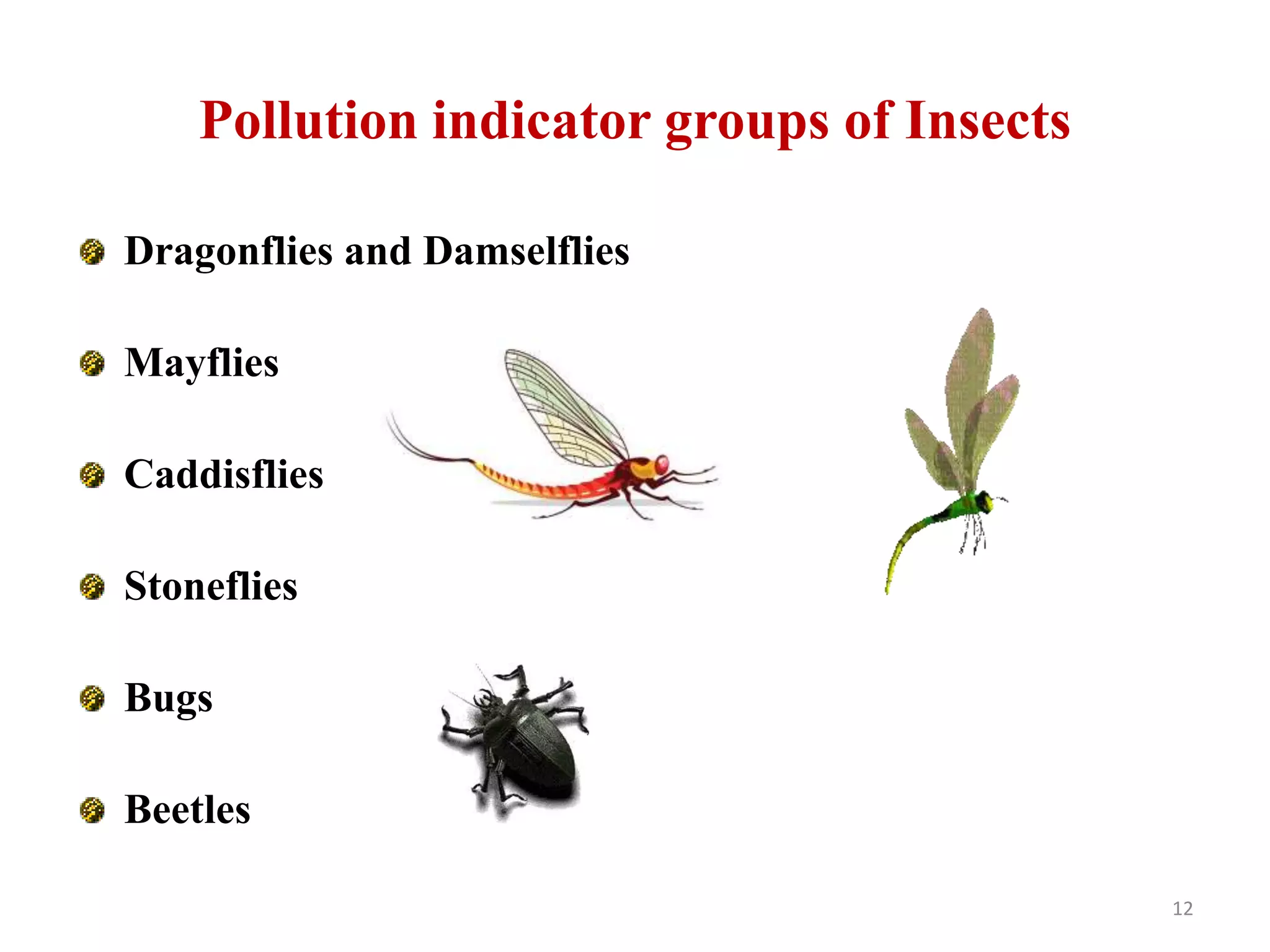 Insects as pollution indicators | PPTX