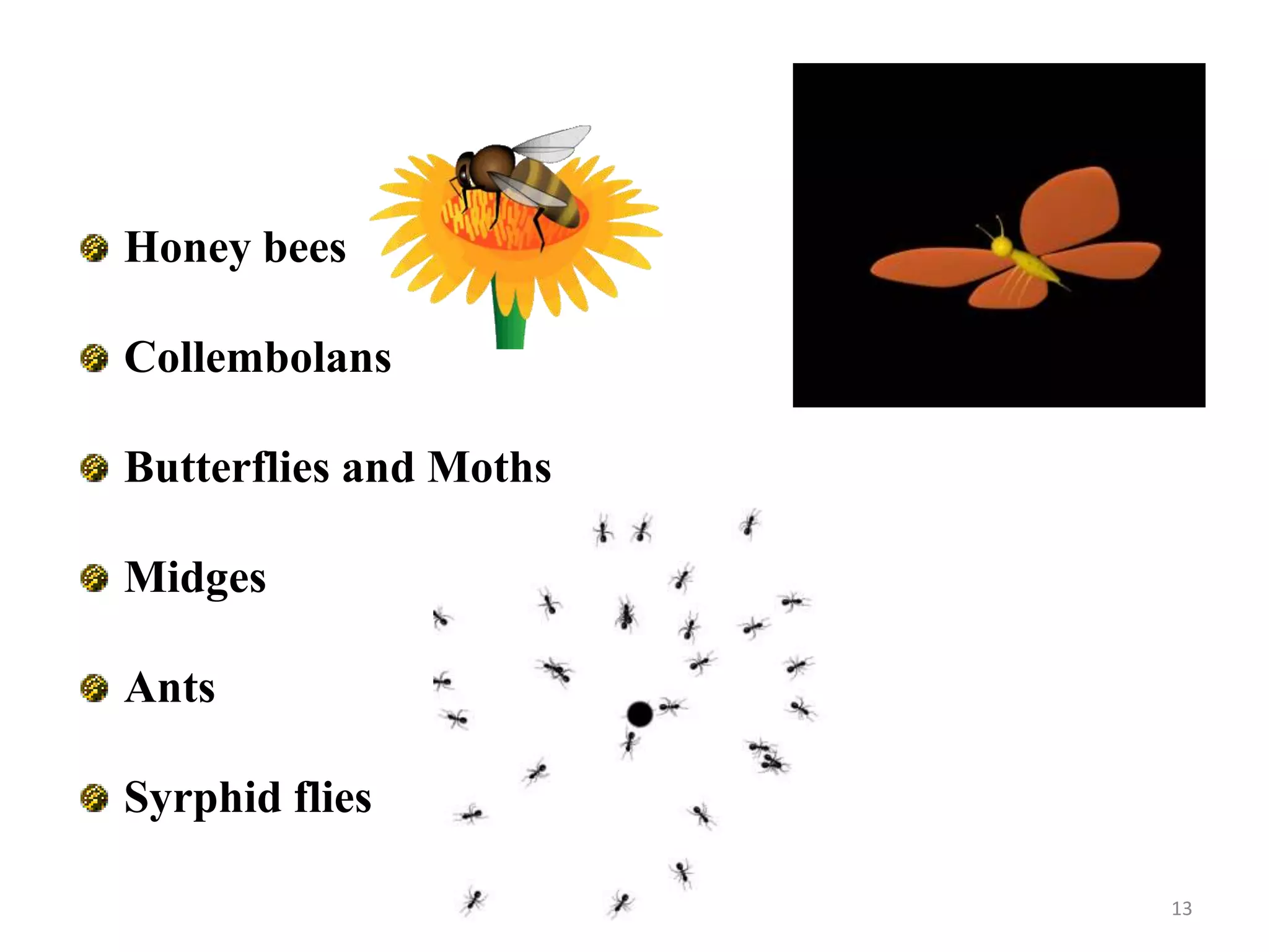 Insects as pollution indicators | PPTX