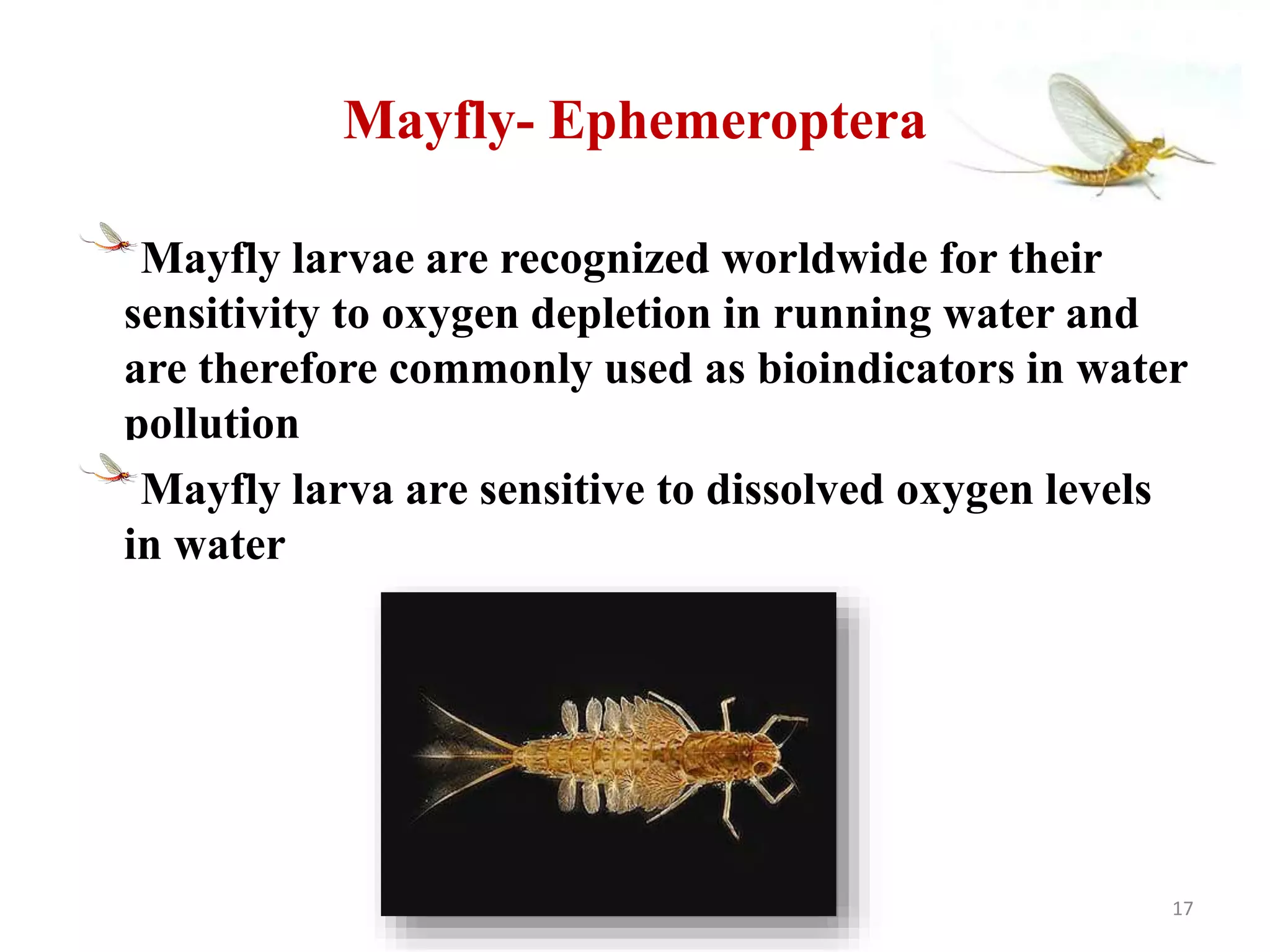 Insects as pollution indicators | PPTX