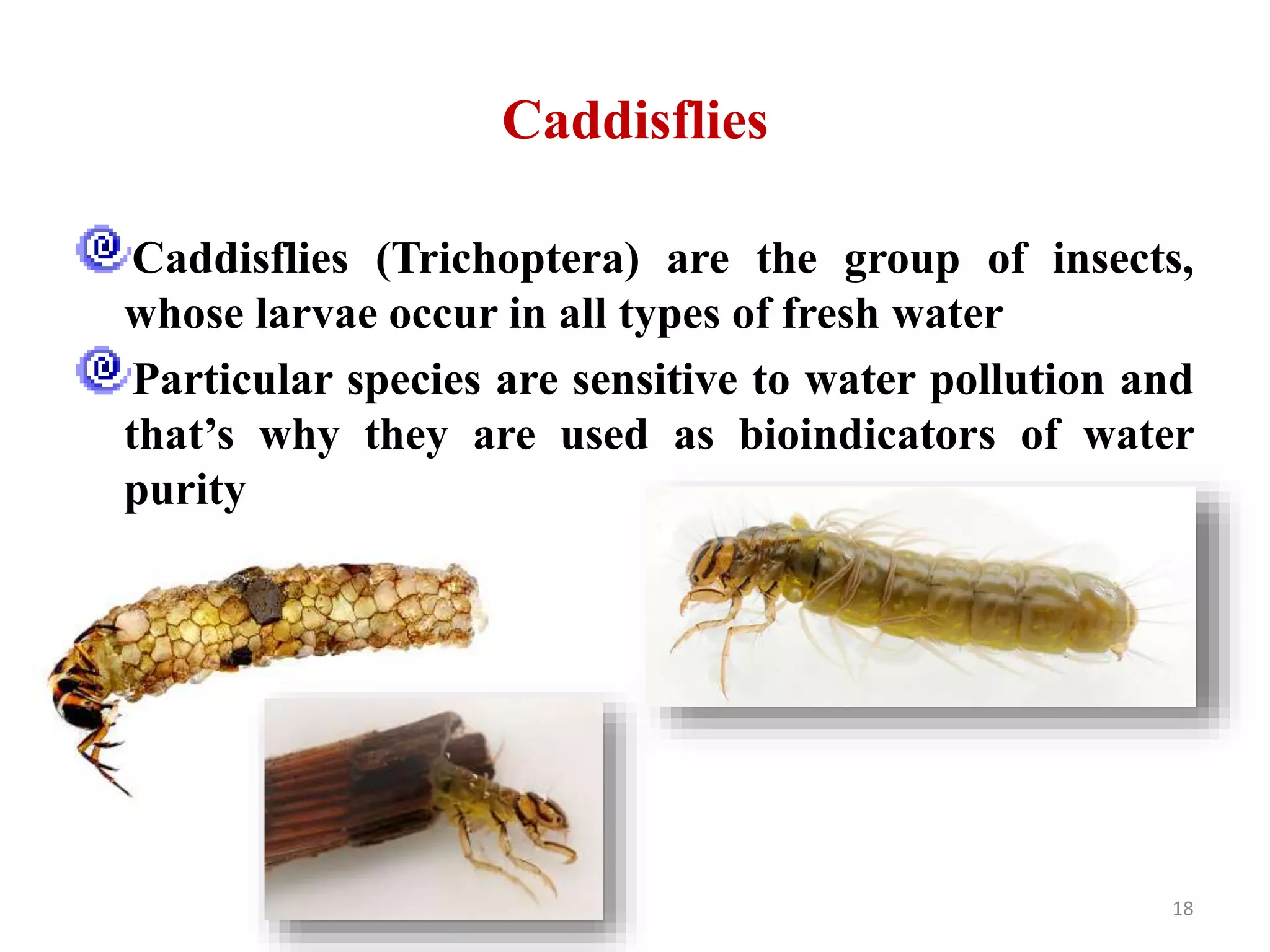Insects as pollution indicators | PPTX
